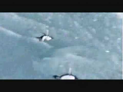Flying penguins (BBC) –[Multimedia-English videos]