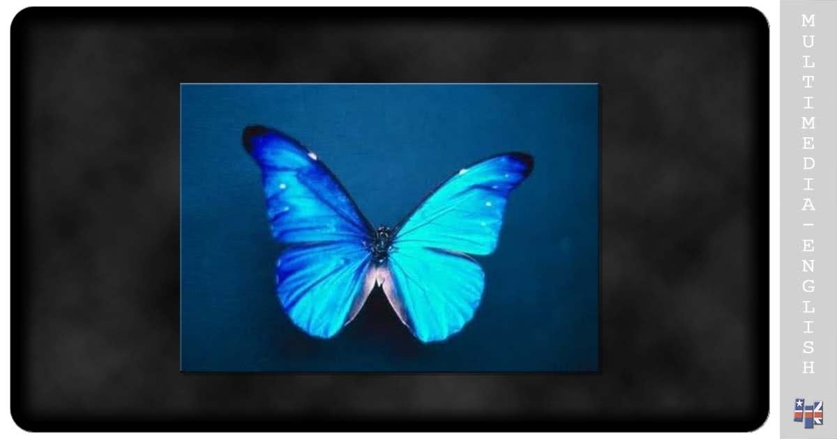 The butterfly –[Multimedia-English videos]